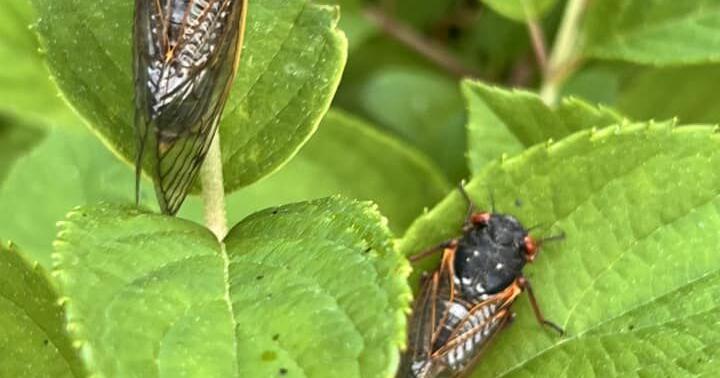 PHOTOS: Cicadas start to emerge across Central Illinois | News | wandtv.com