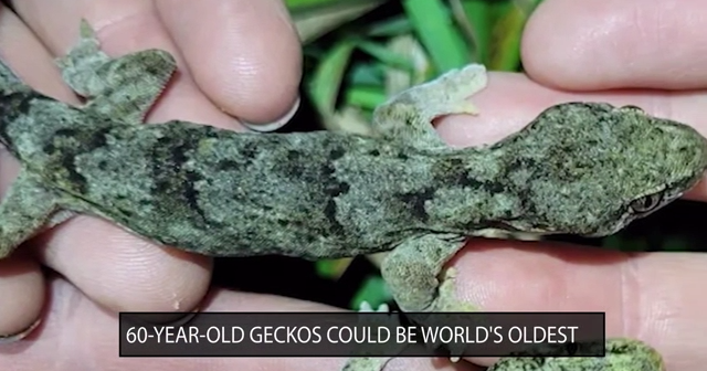 60-year-old geckos could be world's oldest | Videos | wandtv.com