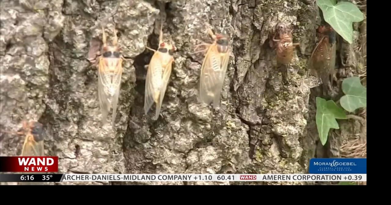 Emerging cicada broods bring buzz to Illinois | Videos | wandtv.com
