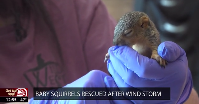 Baby squirrels rescued after wind storm | Videos | wandtv.com