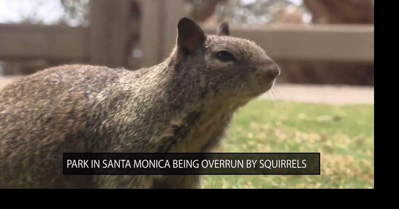 overrun with squirrels