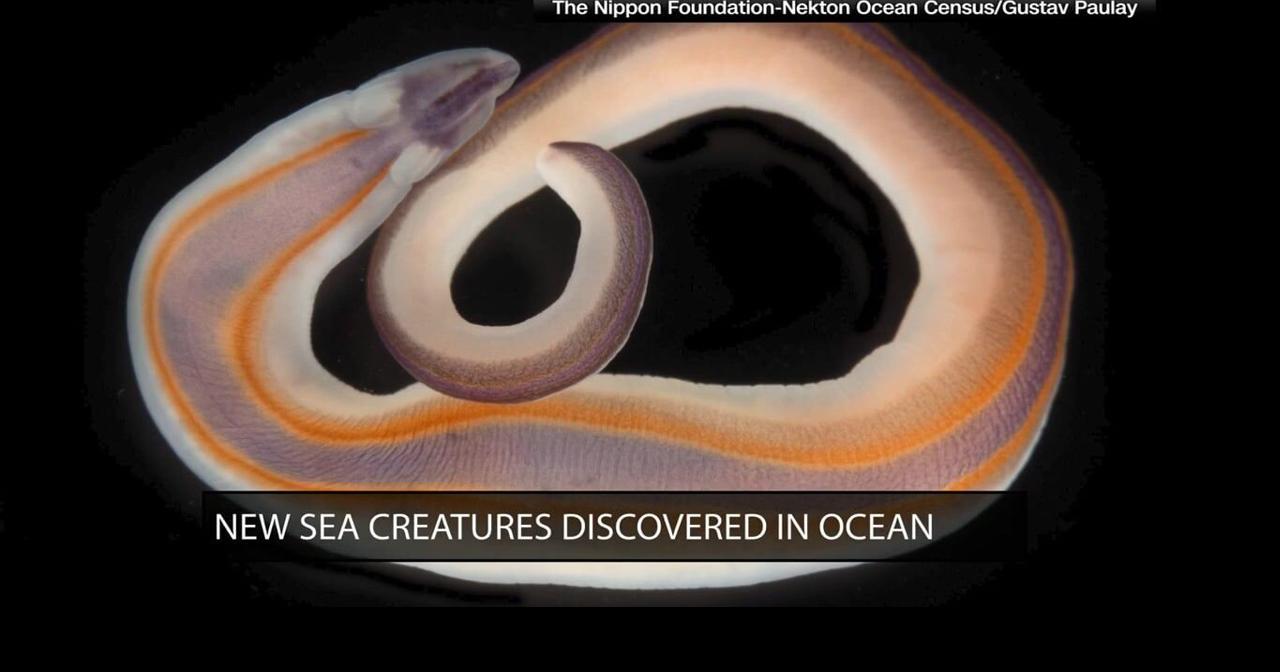 New sea creatures discovered in the deep ocean | Videos | wandtv.com