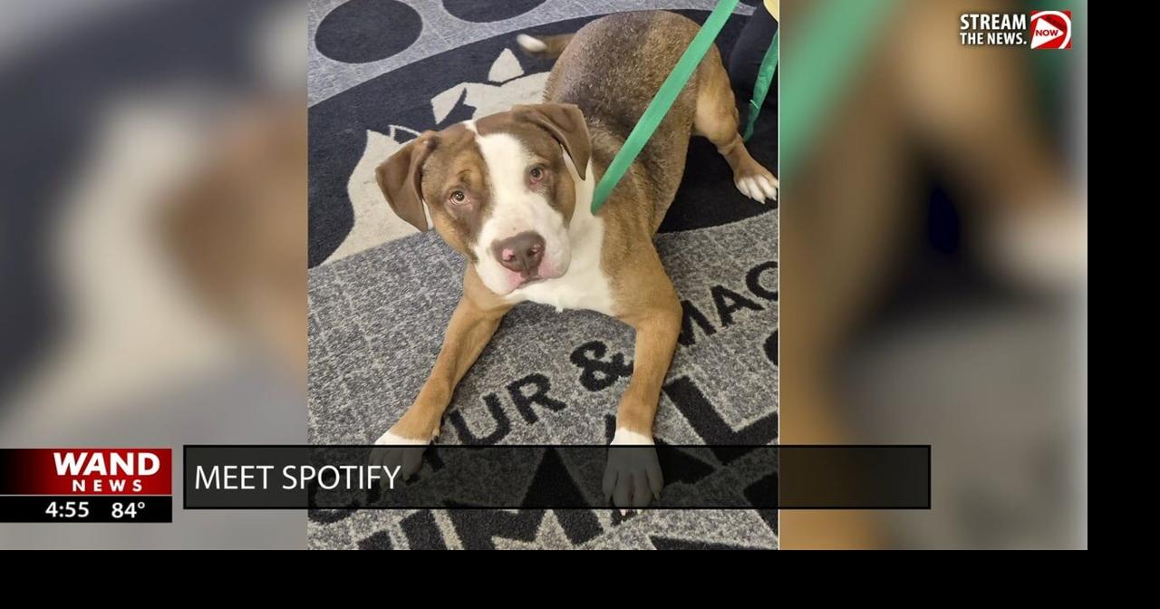 WAND's Happy Tails featuring Spotify and Ronald | Community | wandtv.com