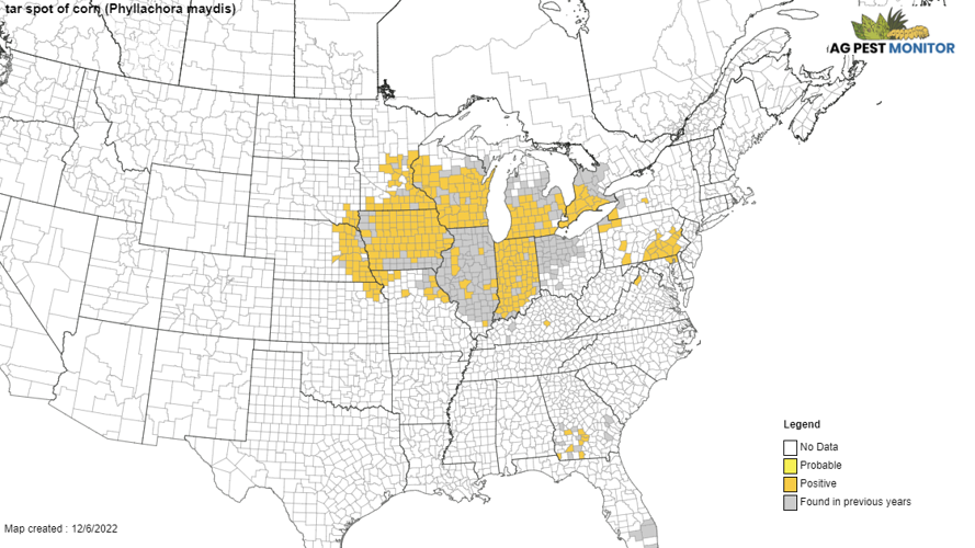 'It just killed it — dead': Invasive species called 'tar spot ...