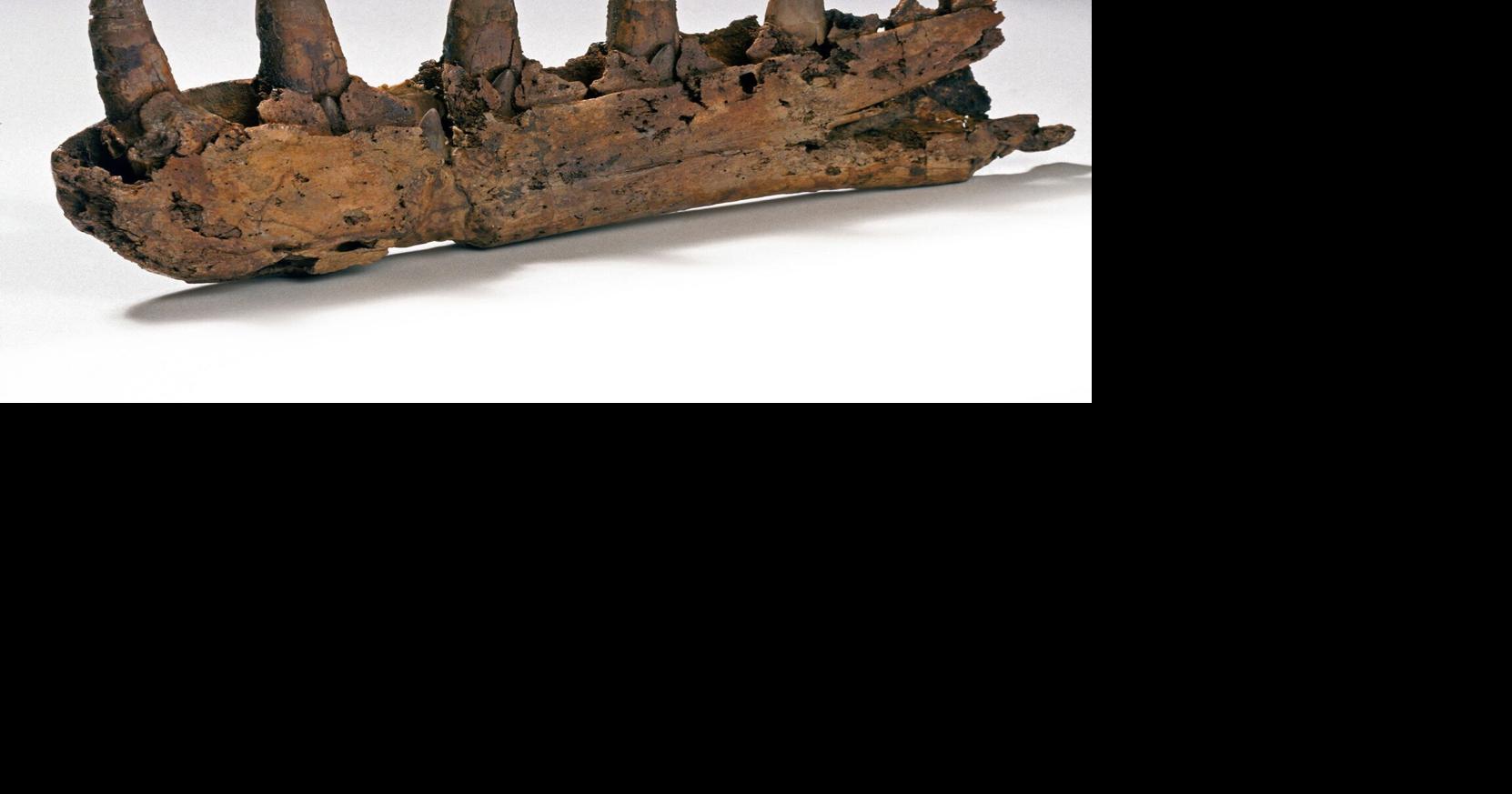 Megalosaurus, the fossil that introduced dinosaurs to the world ...