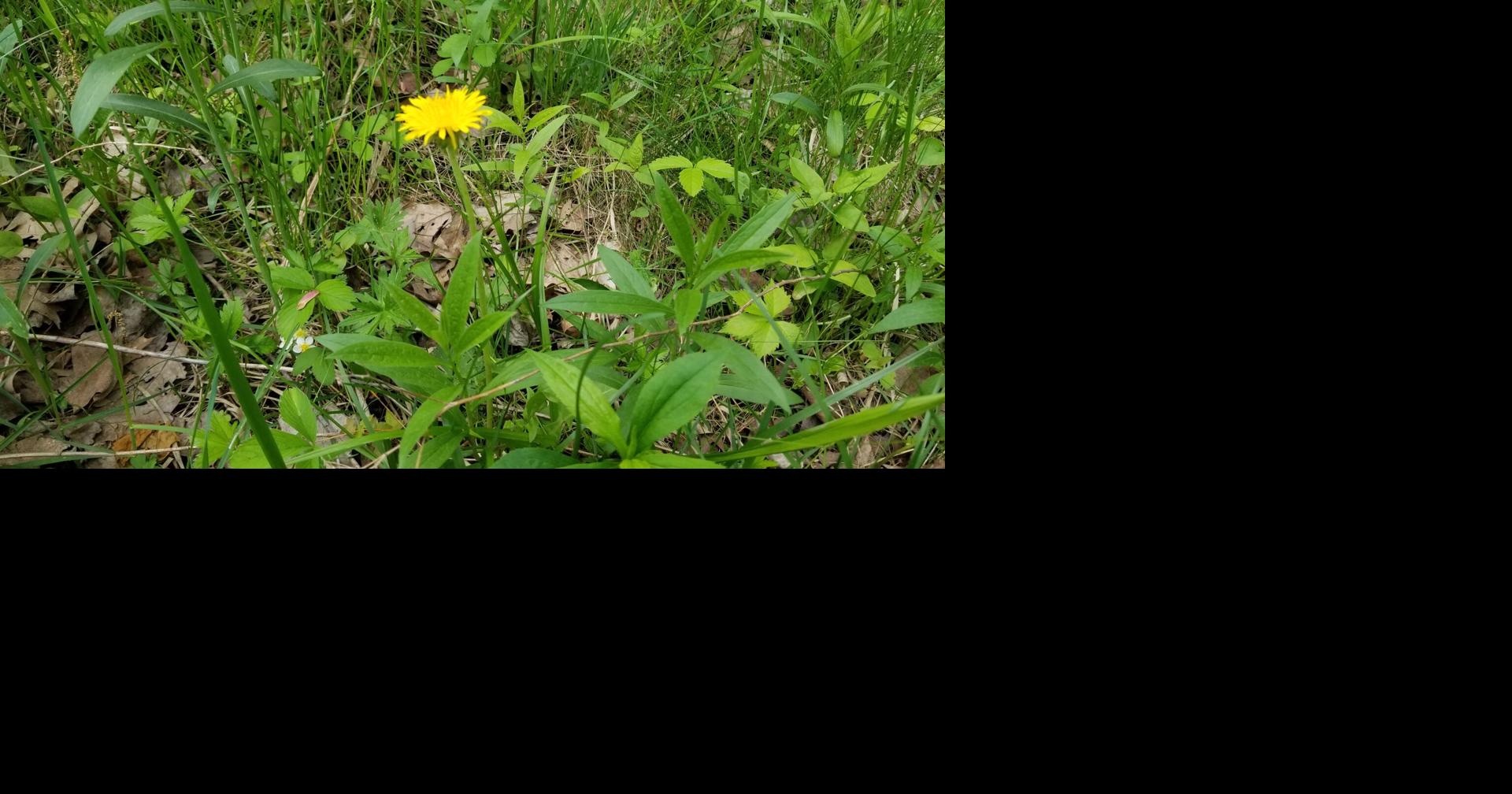 Weed management - Garden Goodies 2025 | News | waow.com