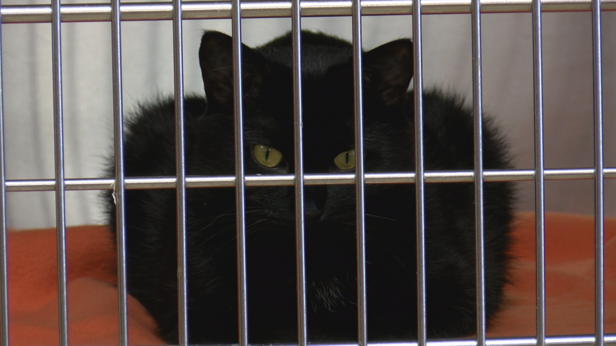 Over 40 cats living in one home surrendered to Lincoln Humane Society ...