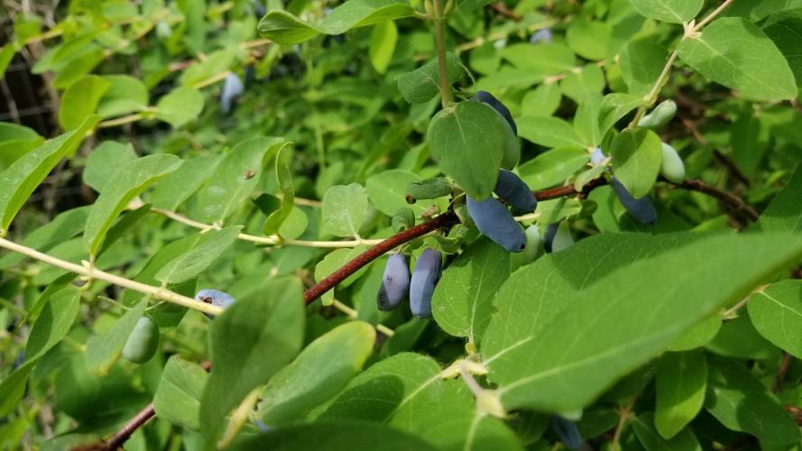 GARDEN GOODIES: Tundraberries | Top Stories | waow.com