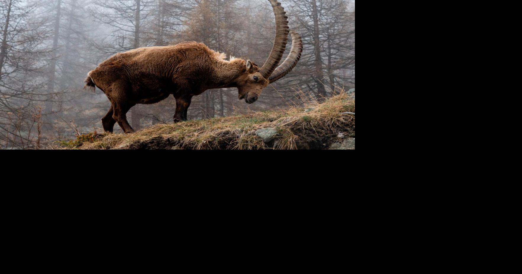 These goats are so exhausted by heat that they’d rather risk the wolves ...