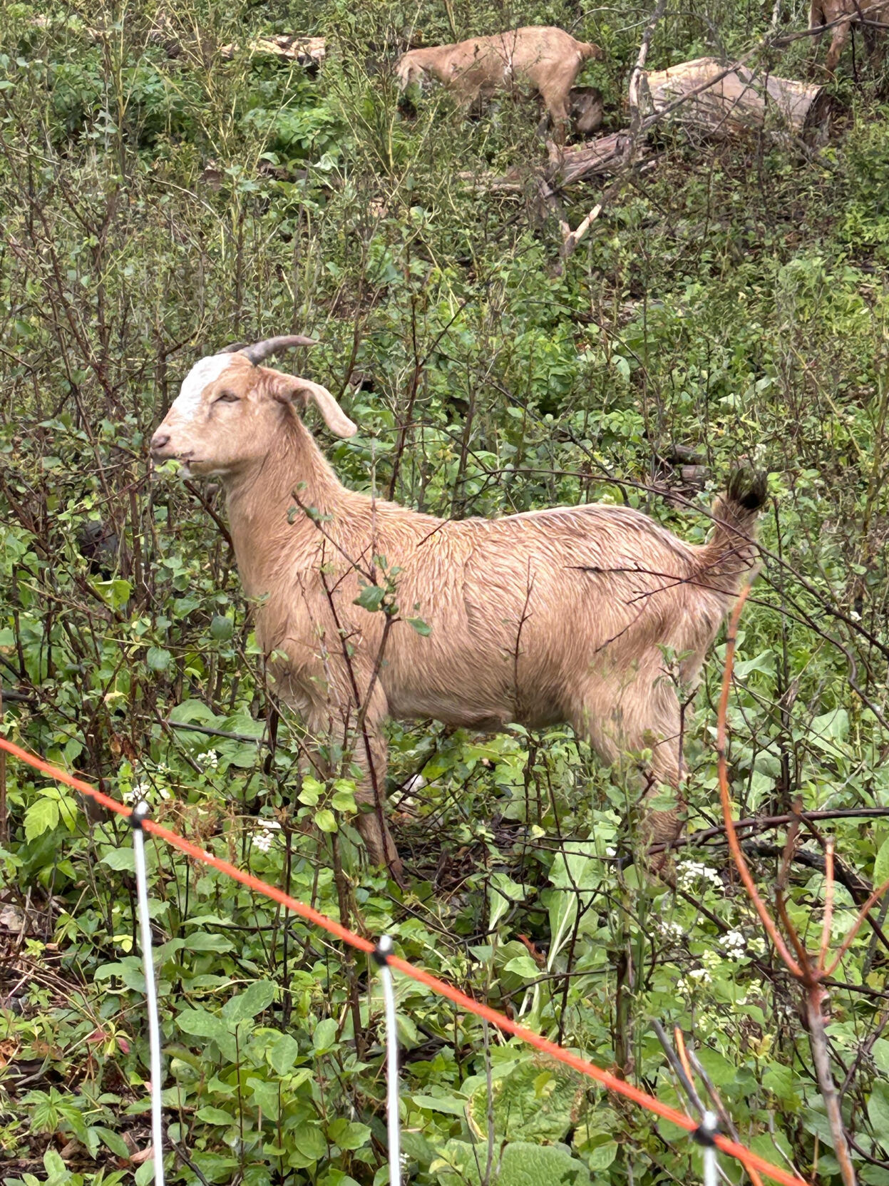 The goats return to Barker-Stewart Island Park | Top Stories | waow.com