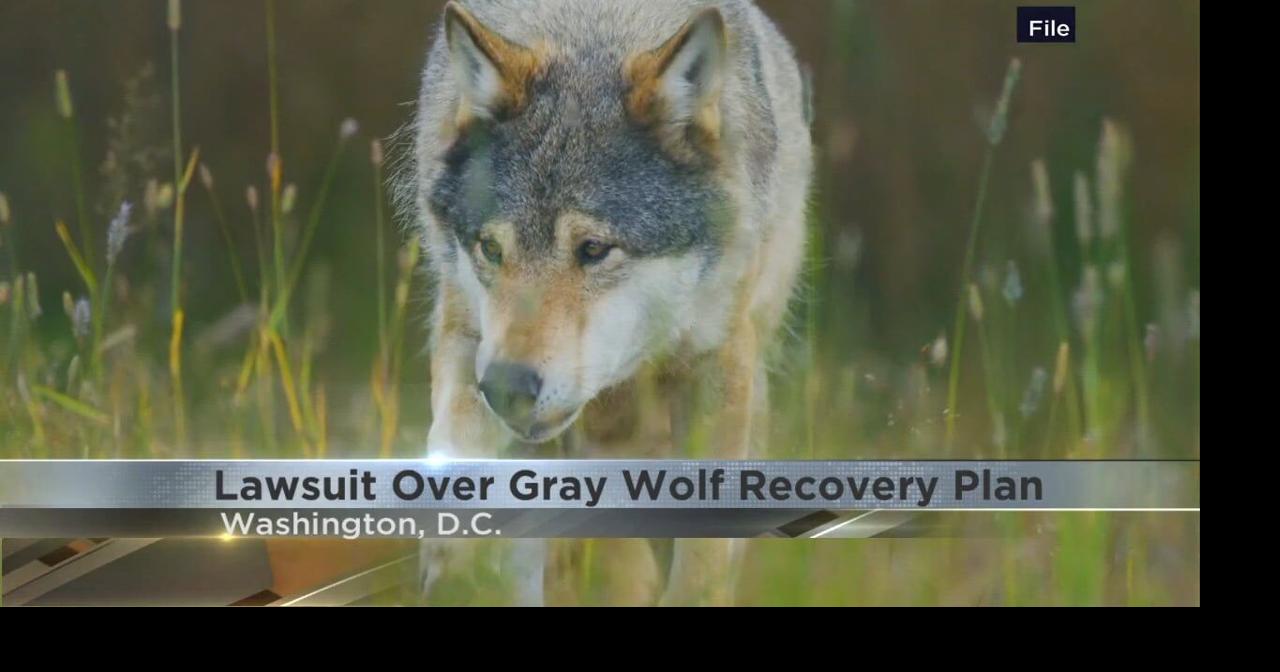 Lawsuit over gray wolf recovery plan | Video | waow.com
