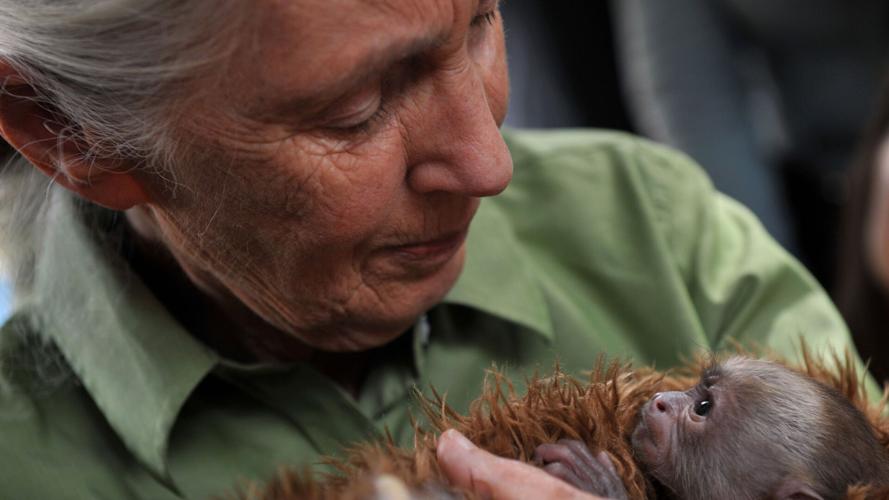 Conservationist Jane Goodall, whose work revolutionized the study of ...