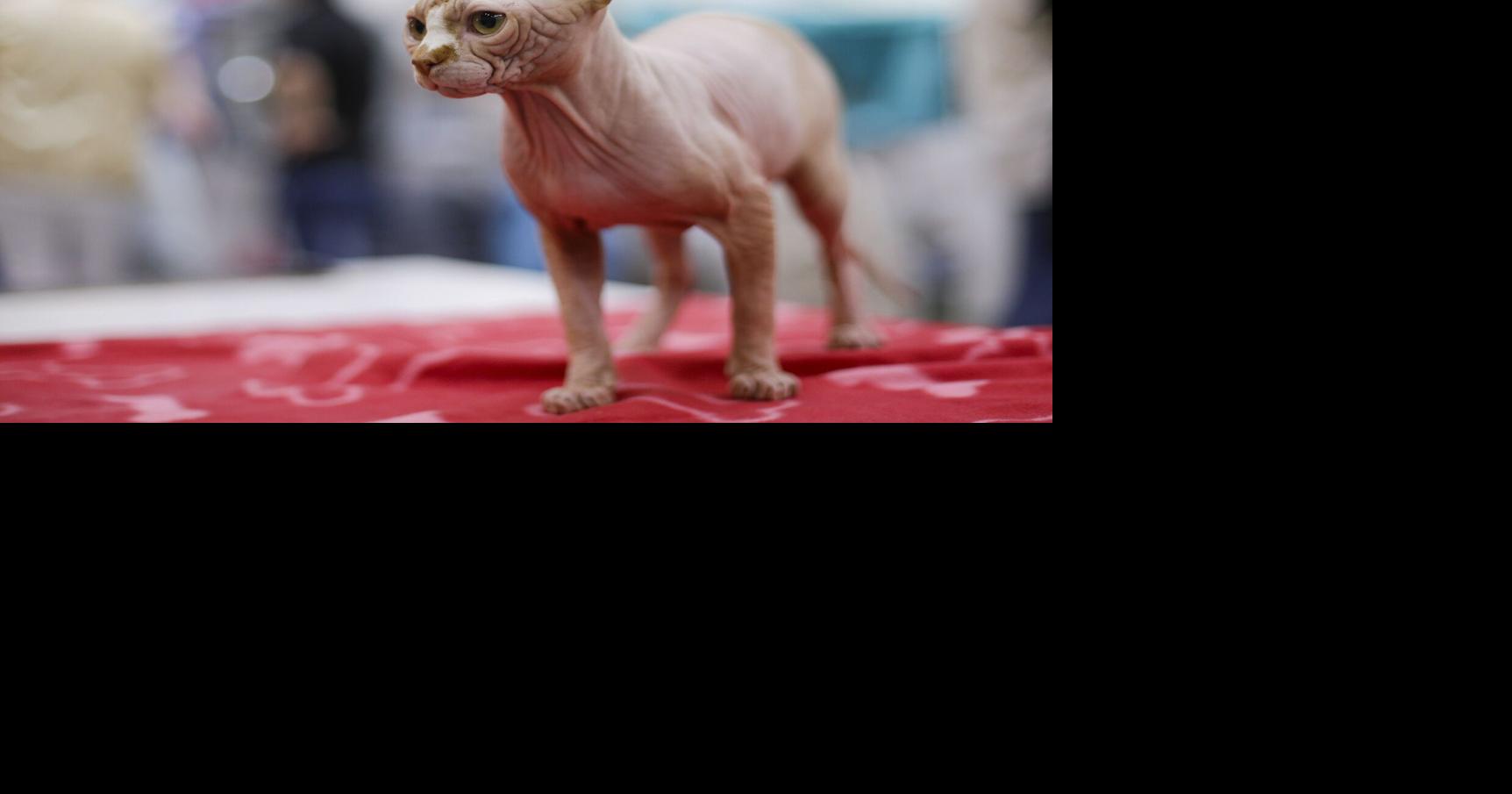 This popular cat breed has a much shorter lifespan than others, new ...