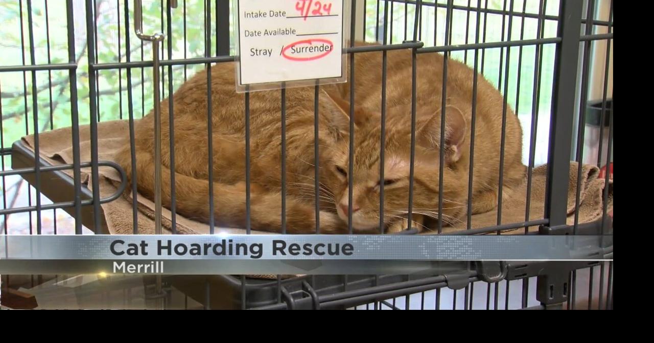 Cat hoarding situation has 60 cats being cared for at Lincoln County ...