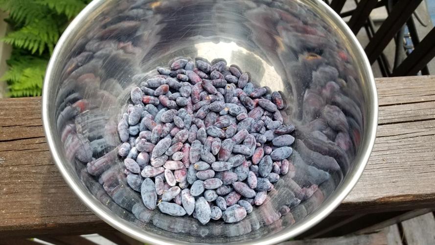 GARDEN GOODIES: Tundraberries | Top Stories | waow.com