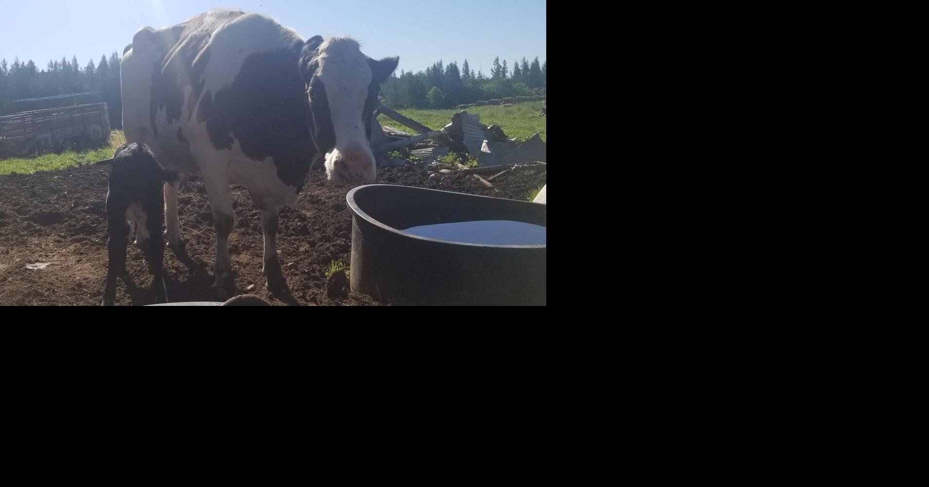 Two-nosed cow "Lucy" dies at age 15 | Zoology | waow.com