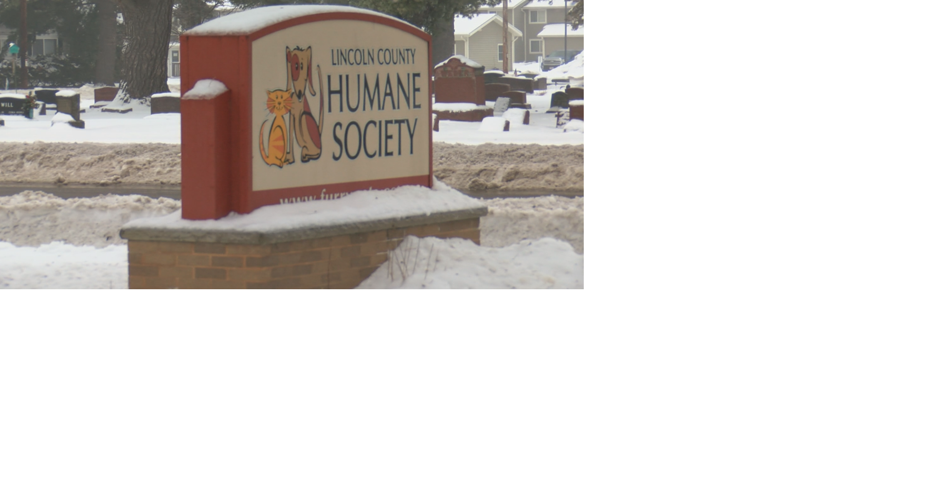 Over 40 cats living in one home surrendered to Lincoln Humane Society ...