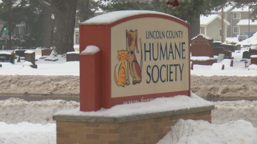 Over 40 cats living in one home surrendered to Lincoln Humane Society ...