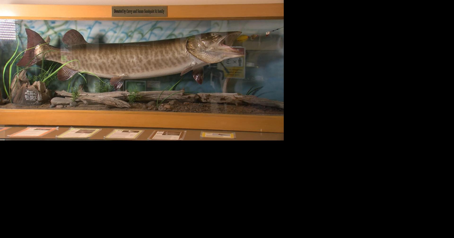 Big old fish once again on display | Wisconsin News | waow.com