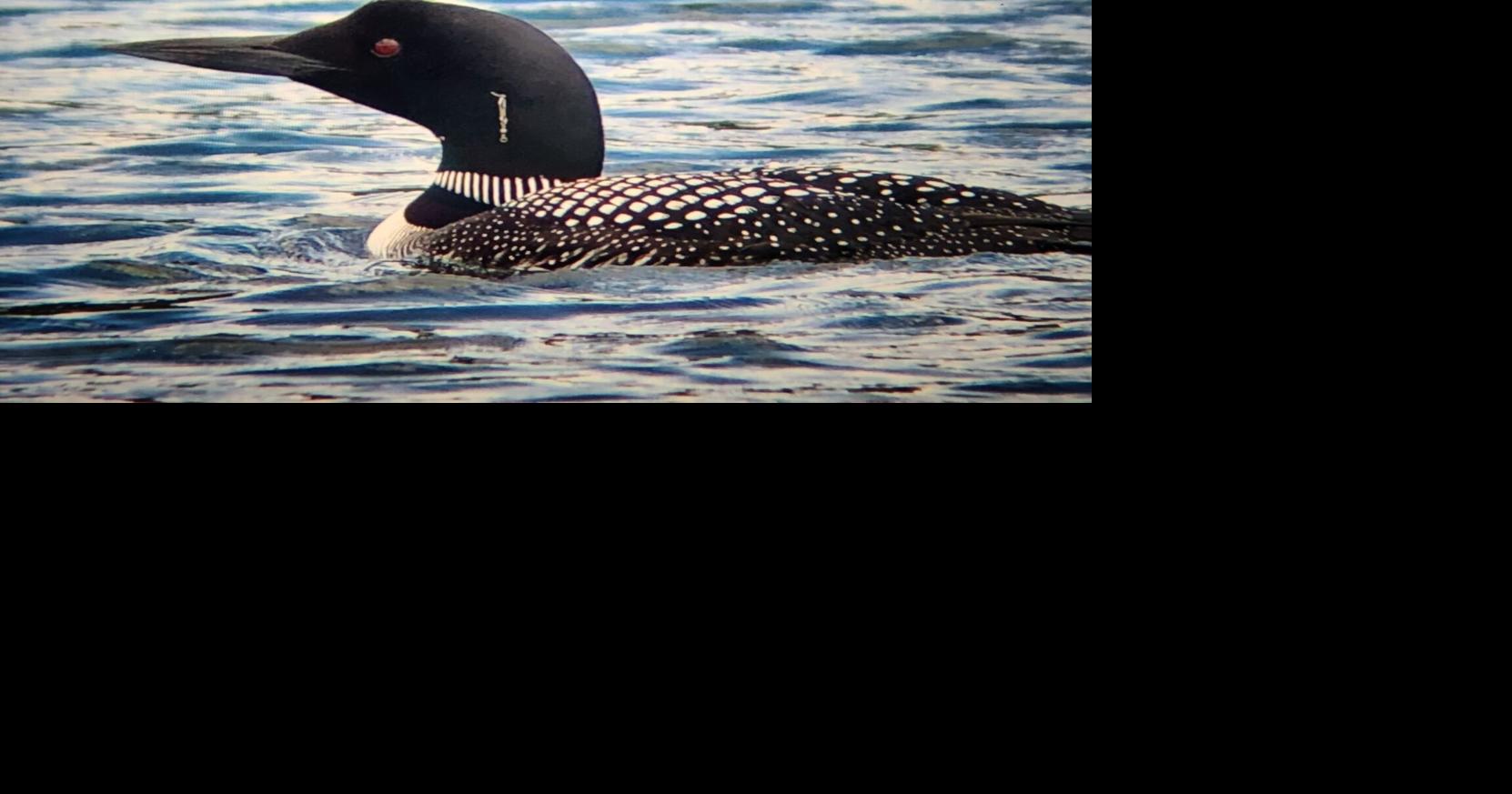 Loons getting hooked in Oneida County | Wisconsin News | waow.com