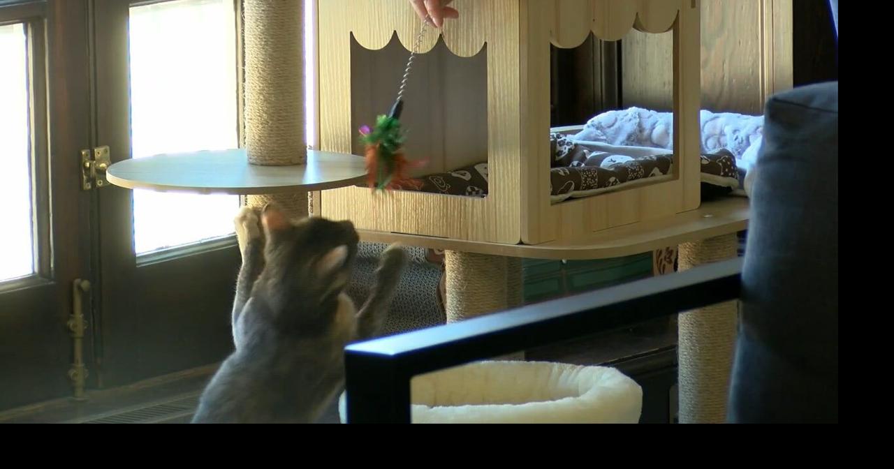 Stevens Point Cafe offers coffee with a furry and artistic twist | Top ...