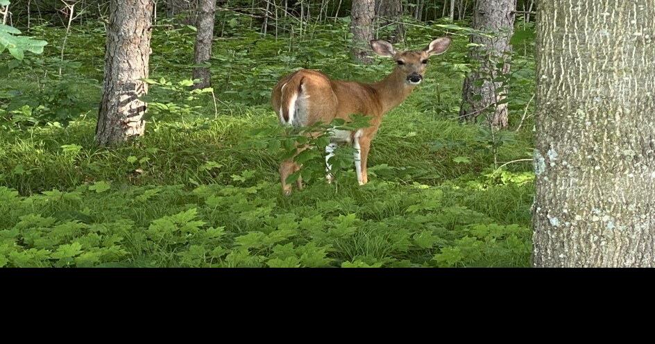 Tomahawk approves nuisance hunt for deer, bears | Top Stories | waow.com
