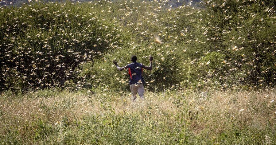Tracking Locust Swarms | Weather Blog | waow.com