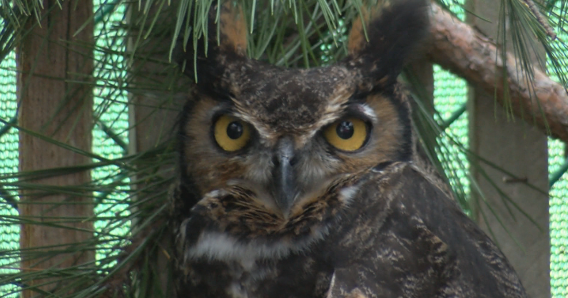 REGI highlights their foster bird dads with Father's Day coming soon ...