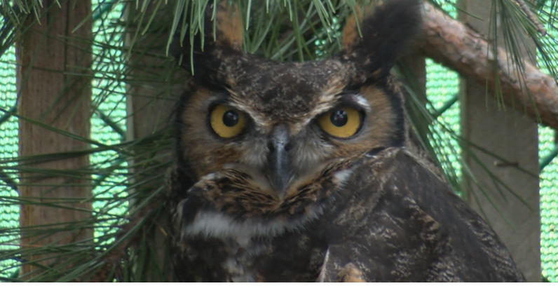 REGI highlights their foster bird dads with Father's Day coming soon ...