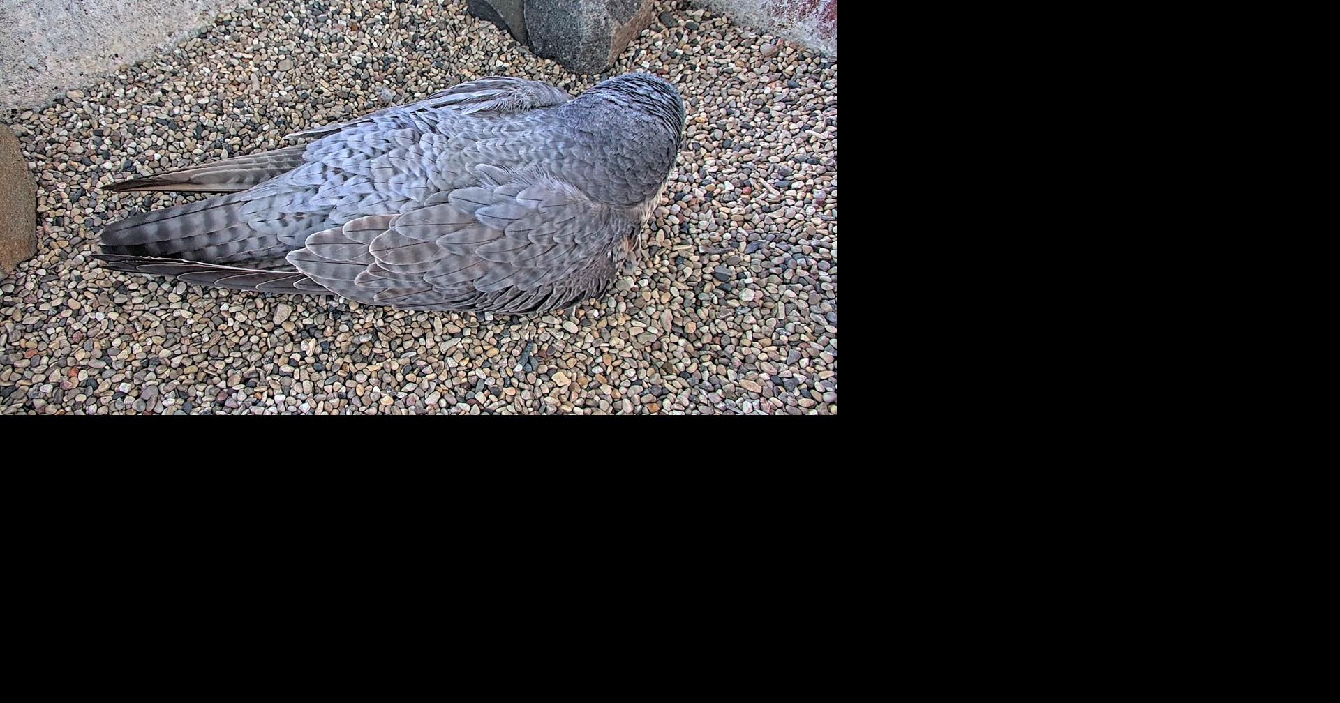 WPS to name peregrine falcons after news anchors; vote for your ...