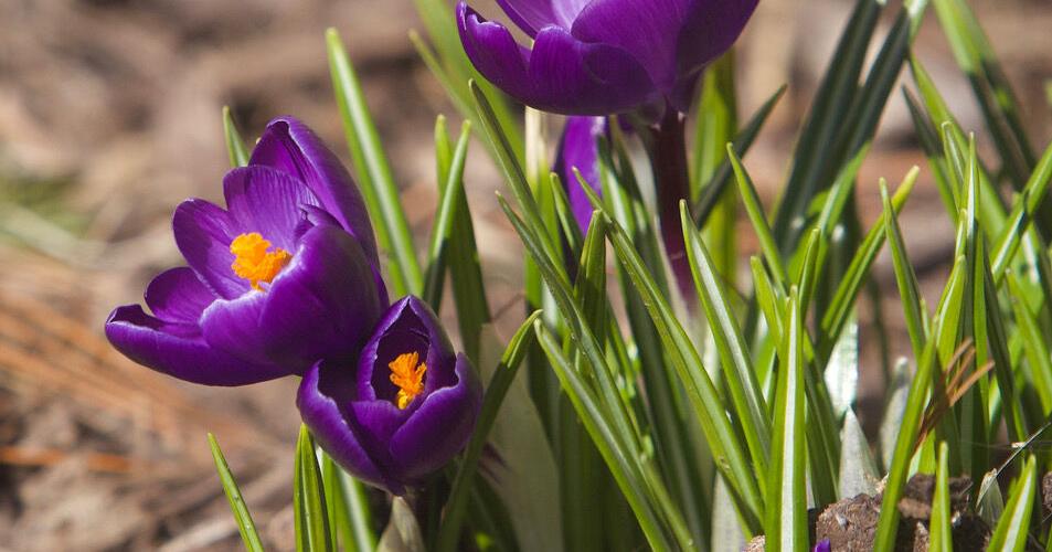 Mild Spring weather continues with a couple of rain chances | Weather ...