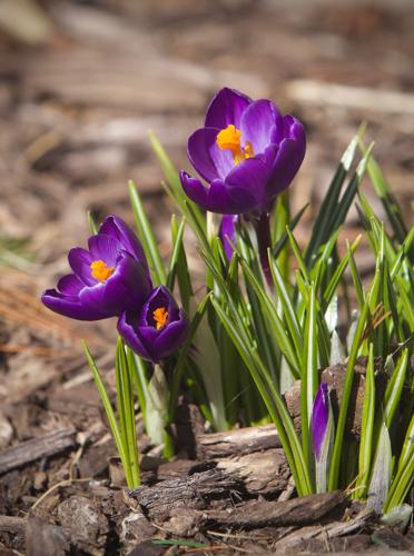 Mild Spring weather continues with a couple of rain chances | Weather ...