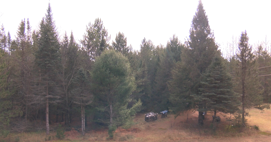 Northwoods tree chosen as state capitol Christmas tree | News | waow.com