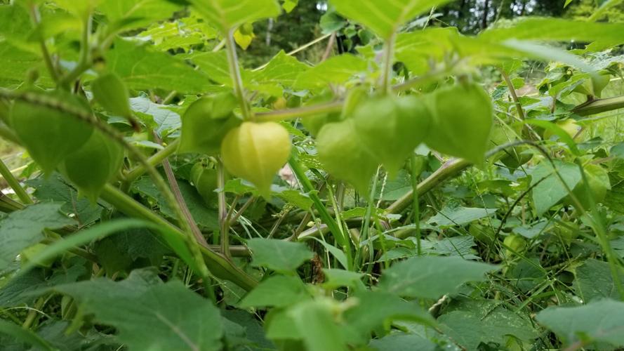 GARDEN GOODIES: Ground cherry jam | Top Stories | waow.com