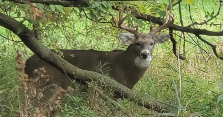 Portage County deer farm under quarantine after CWD found in 3-year-old ...