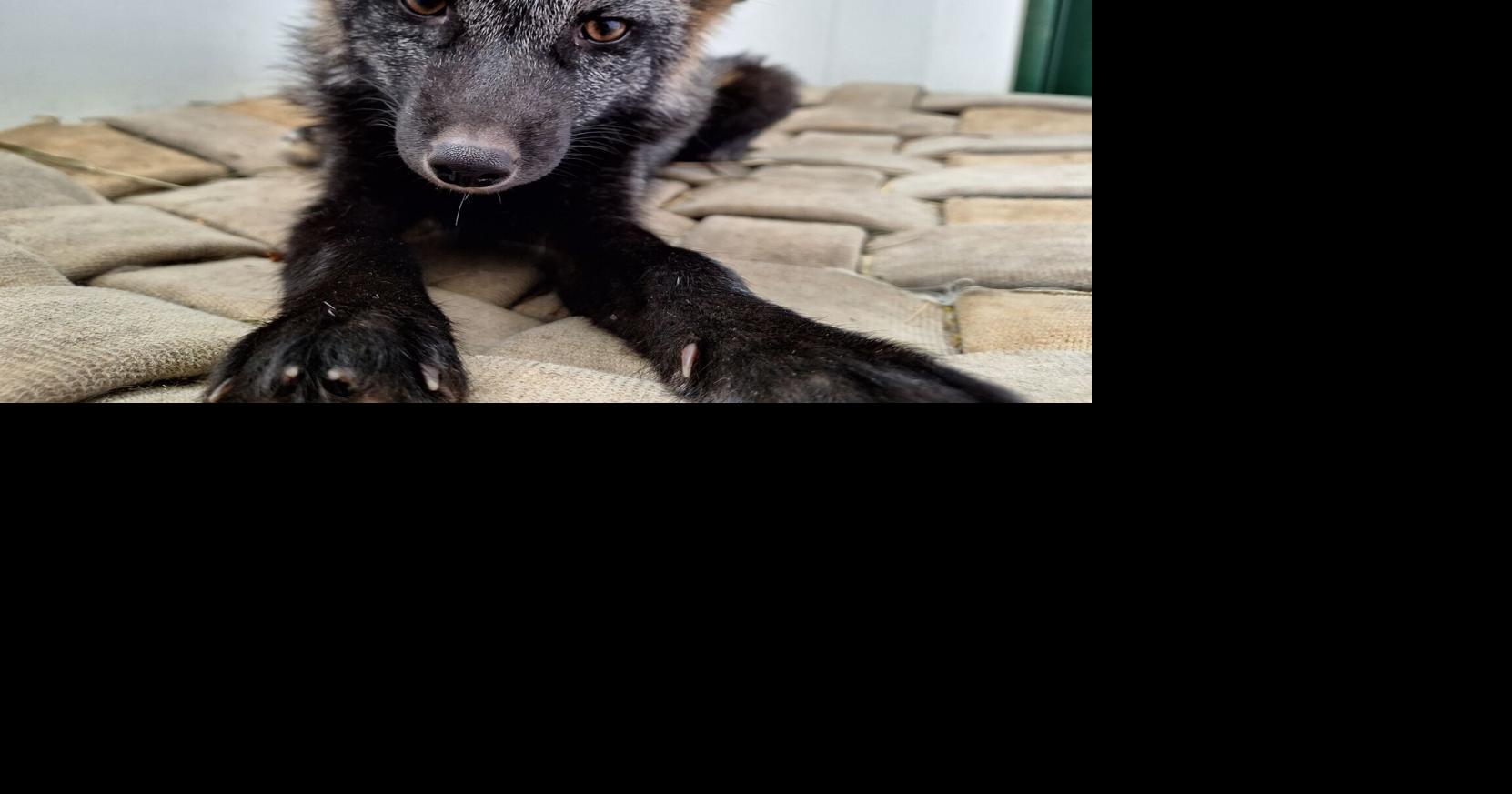 Marshfield's Wildwood Zoo receives new red fox | News | waow.com