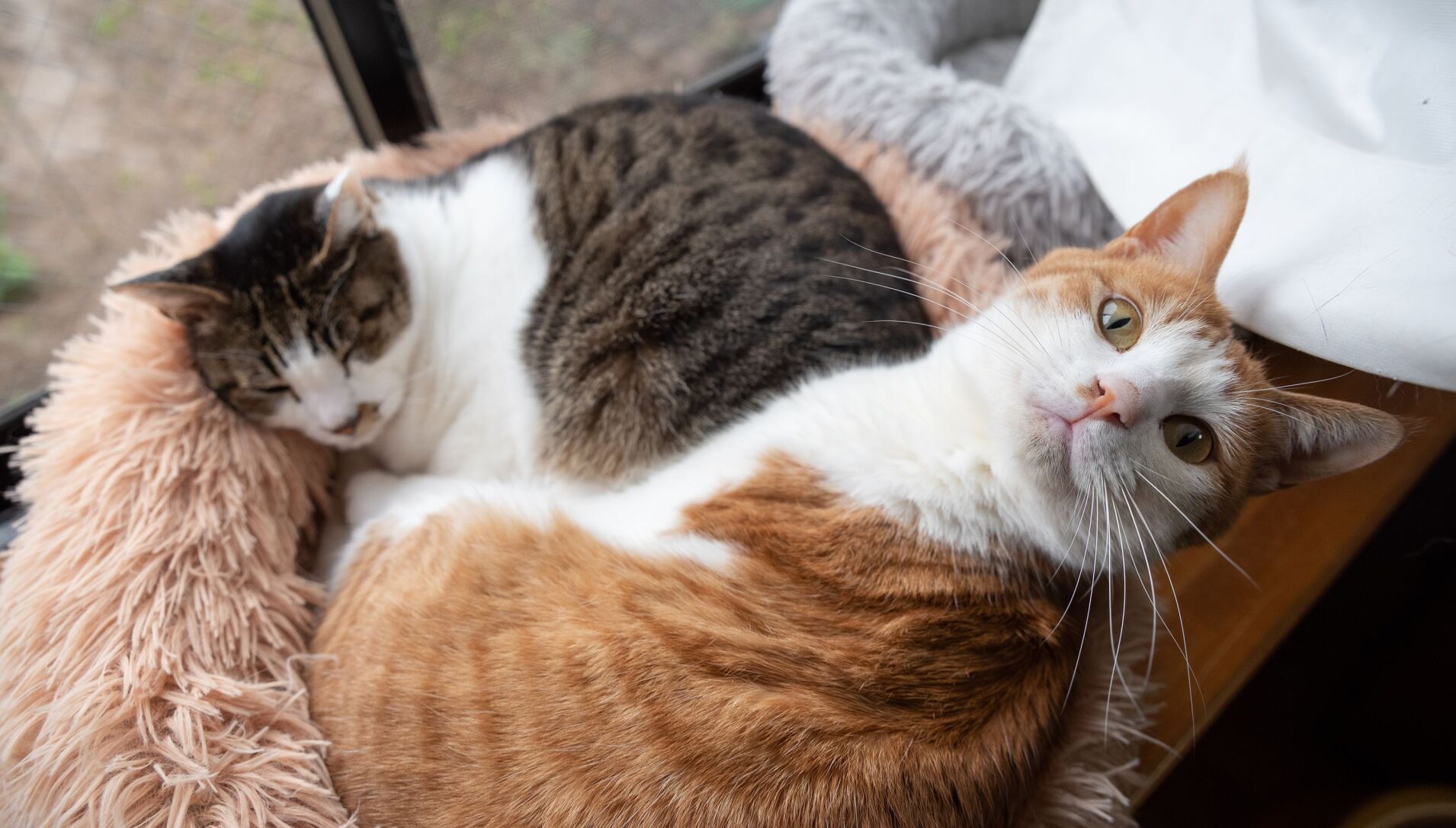 This popular cat breed has a much shorter lifespan than others, new ...