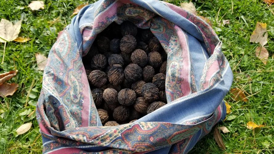 Garden Goodies Bonus - Cranberries and Black Walnuts | News | waow.com