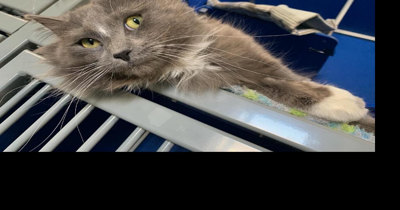 Cat shot in shoulder; shelter raising money for surgery | News | waow.com