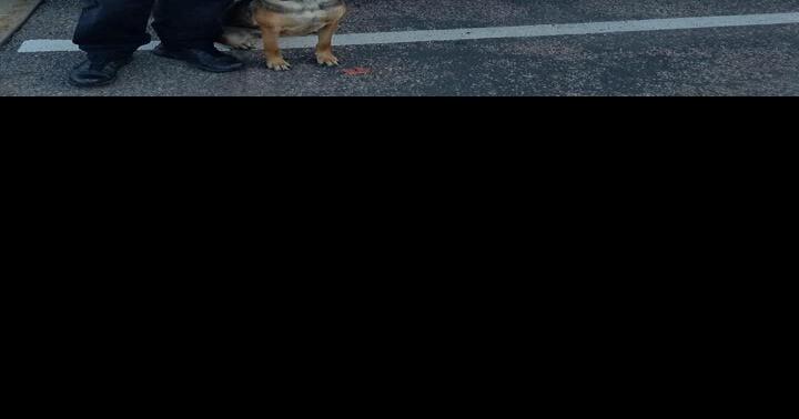 Central Wisconsin law enforcement agencies compete for K-9 grant | Top ...