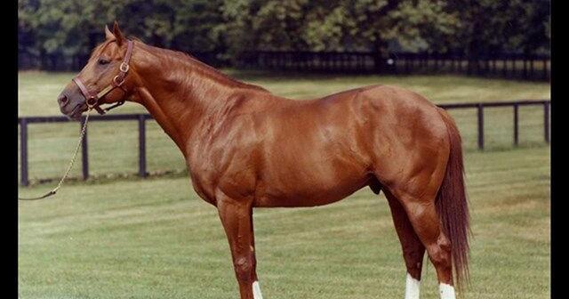Clark County Sheriff's Office seeking to solve unsolved horse death ...