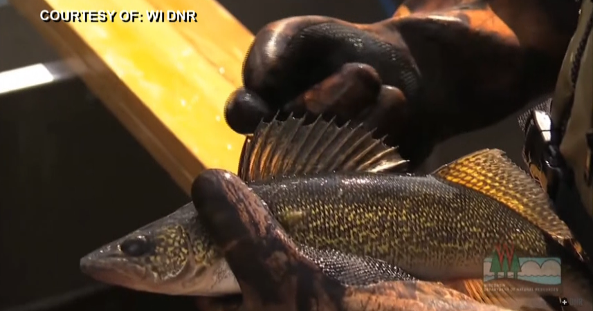 Warm winter causing possible walleye decline | News | waow.com