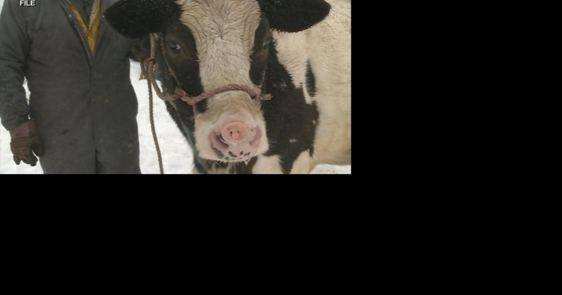 Happy Birthday: Lucy the two nosed cow turns 14 | Archive | waow.com