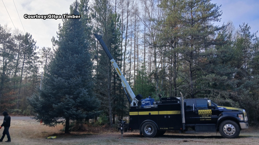 Northwoods tree chosen as state capitol Christmas tree | News | waow.com