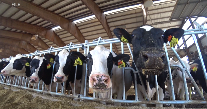 DATCP testing cows for H5N1 before coming to fairs | News | waow.com