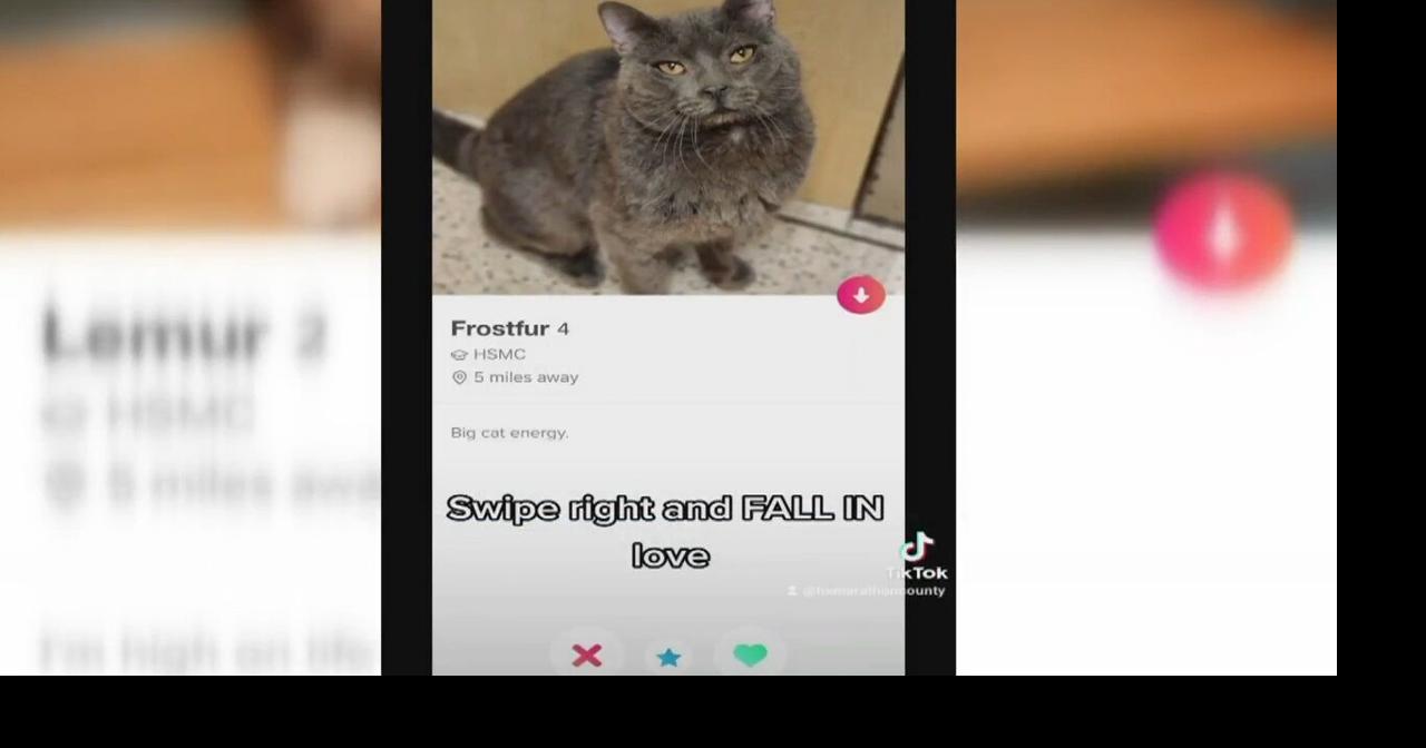 Marathon County Humane Society gets creative to adopt cats | Top ...