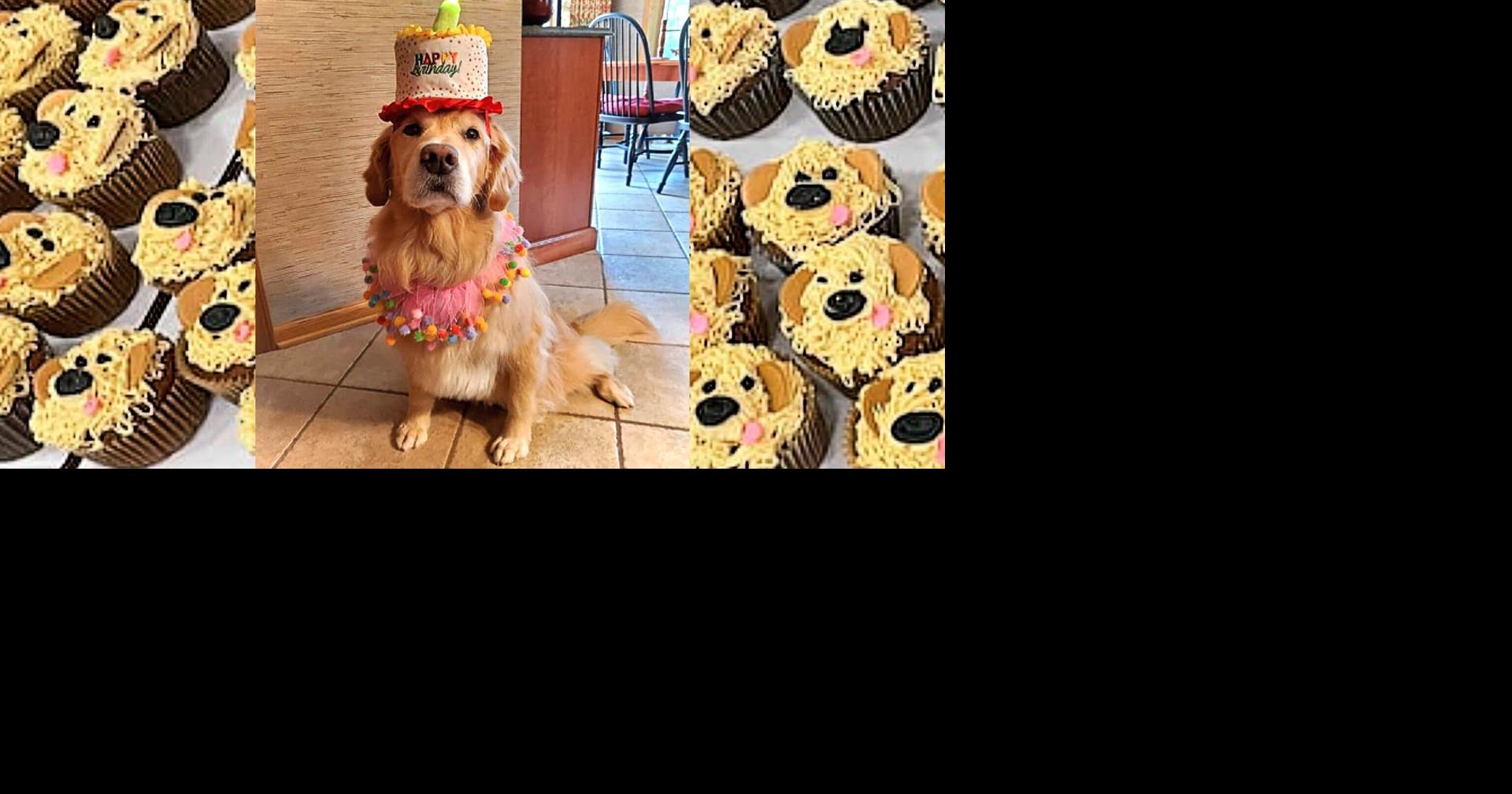 Janesville therapy dog leaves her paw print on the hearts of those in ...