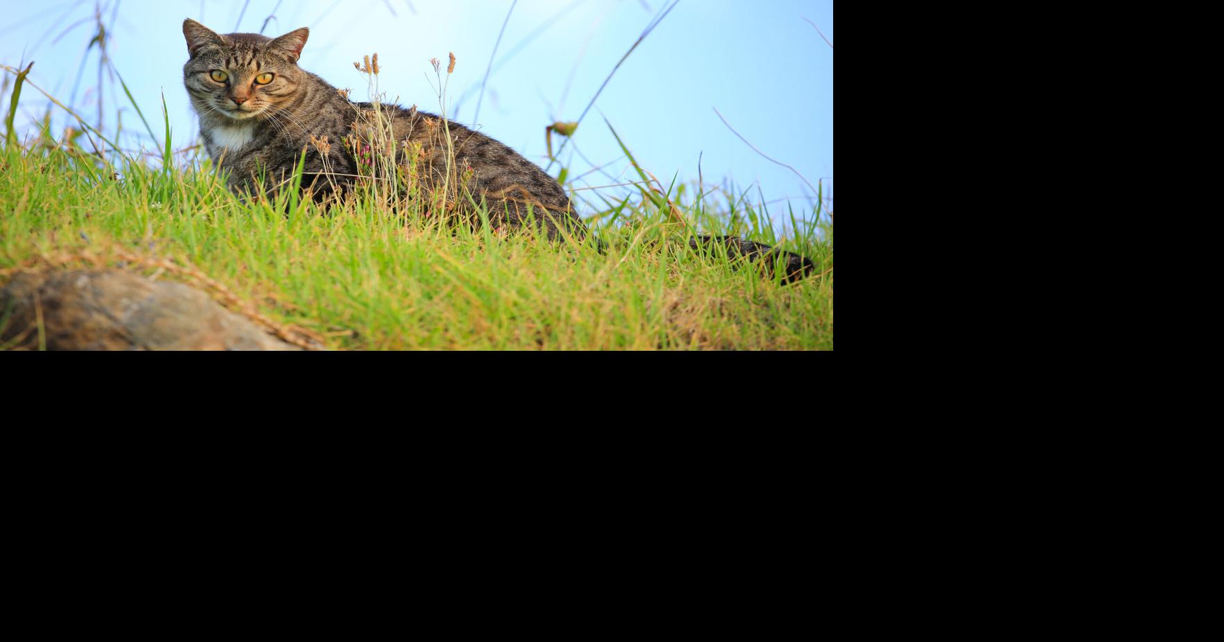 Children's cat-killing contest axed following backlash in New Zealand ...
