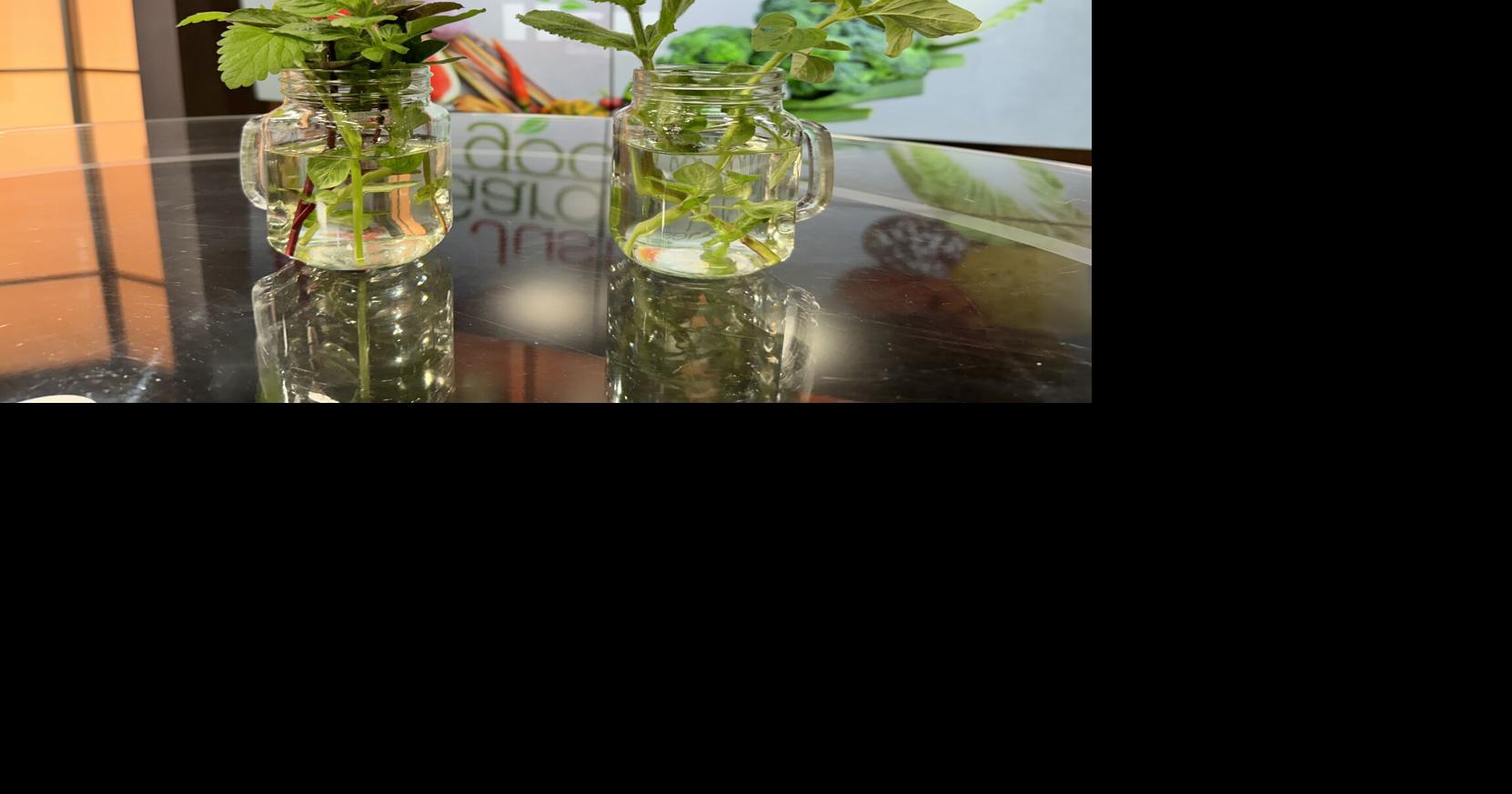 GARDEN GOODIES: Mint varieties | Garden Goodies | waow.com