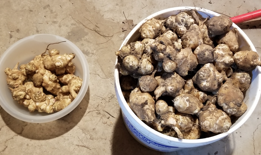 GARDEN GOODIES: Super Potatoes | Garden Goodies | waow.com